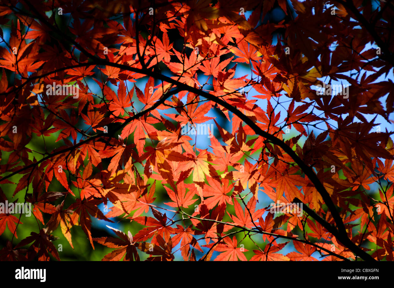 Naritasan shinsho ji temple hi-res stock photography and images - Alamy