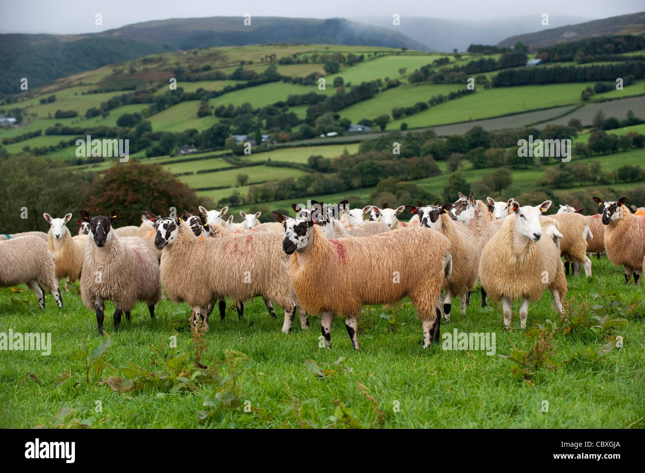 Welsh sheep farm hi-res stock photography and images - Alamy