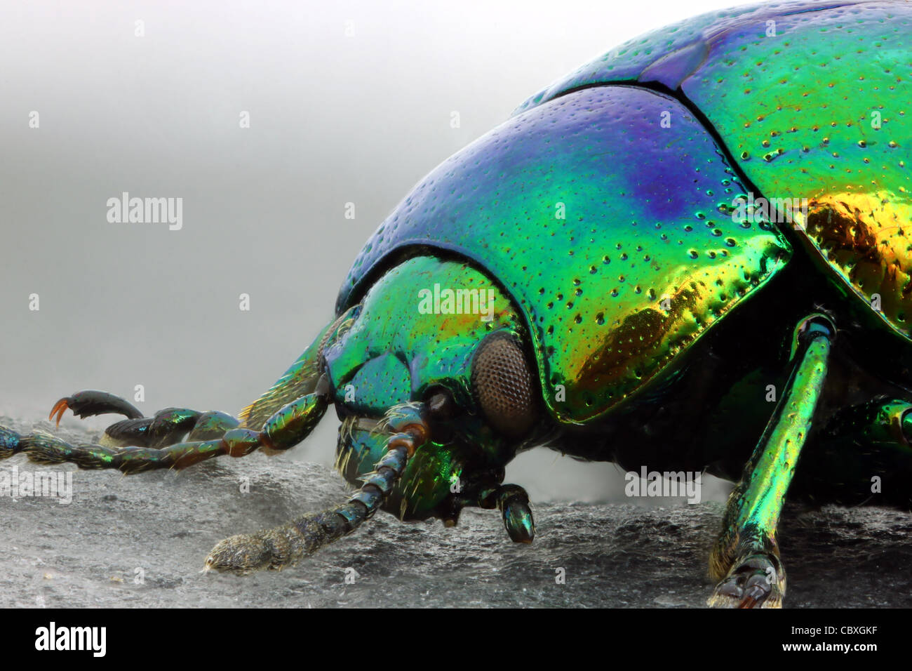 colourful beetle head Stock Photo - Alamy
