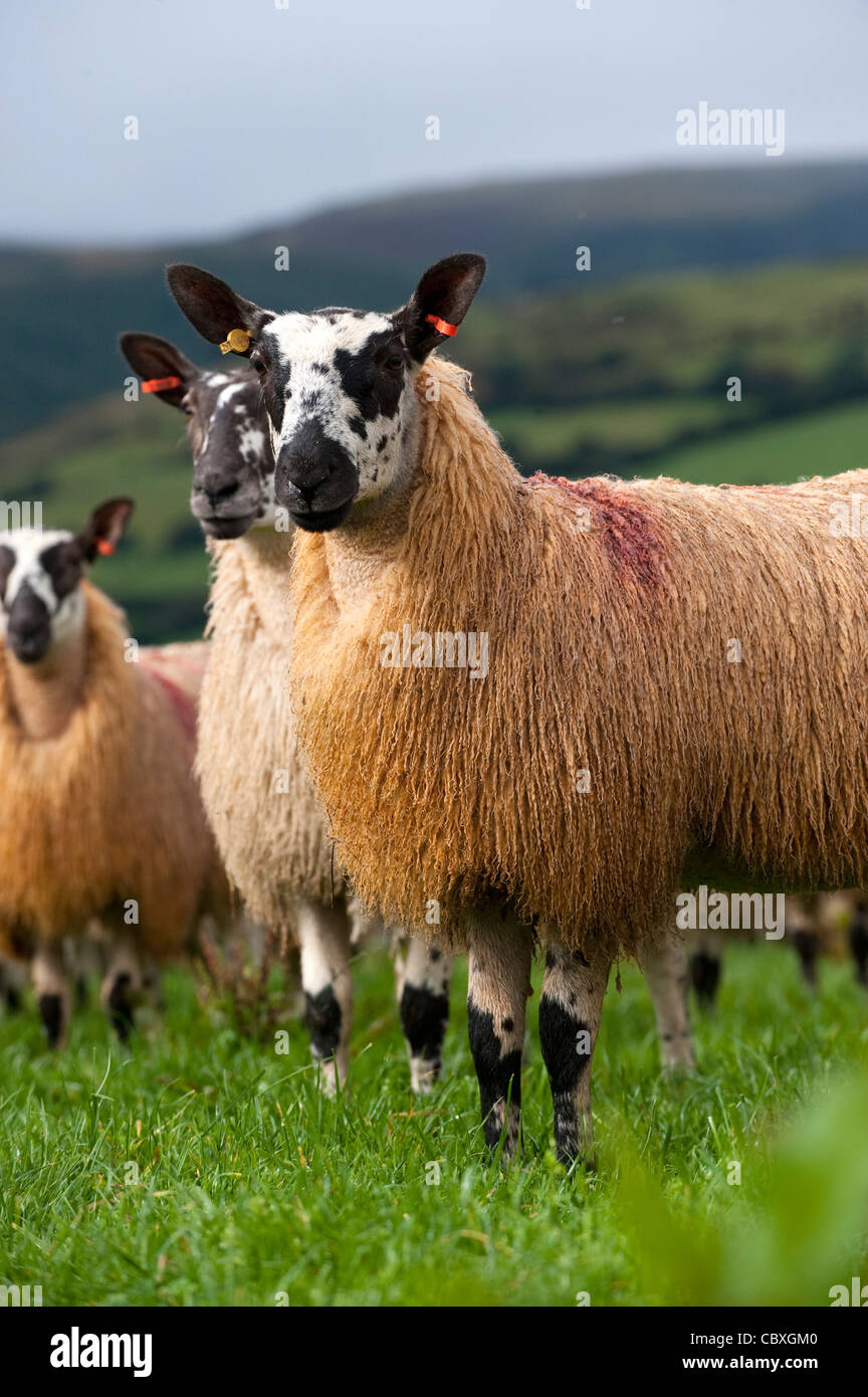 Beulah ewe hi-res stock photography and images - Alamy