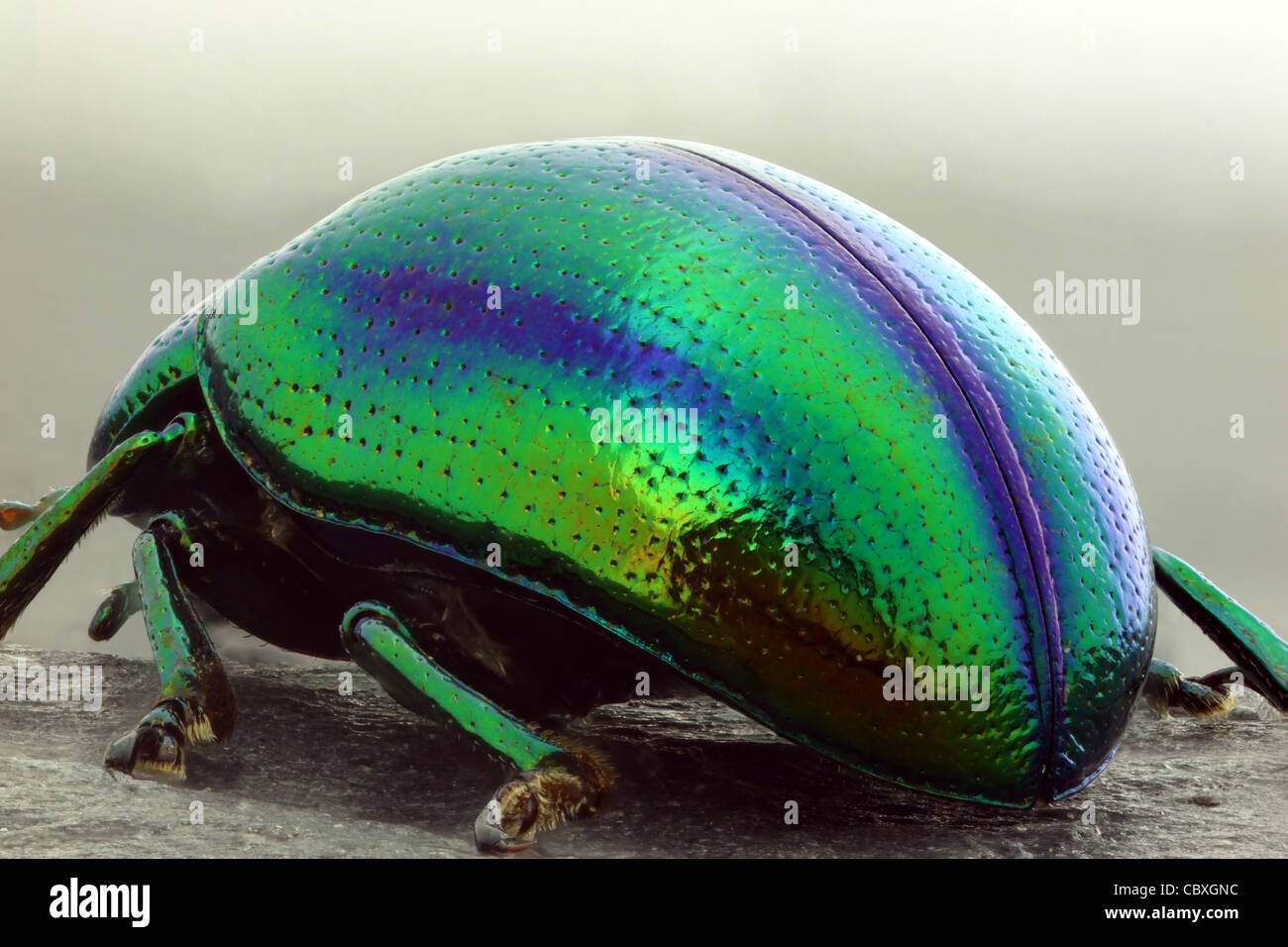 colourful beetle (back Stock Photo - Alamy