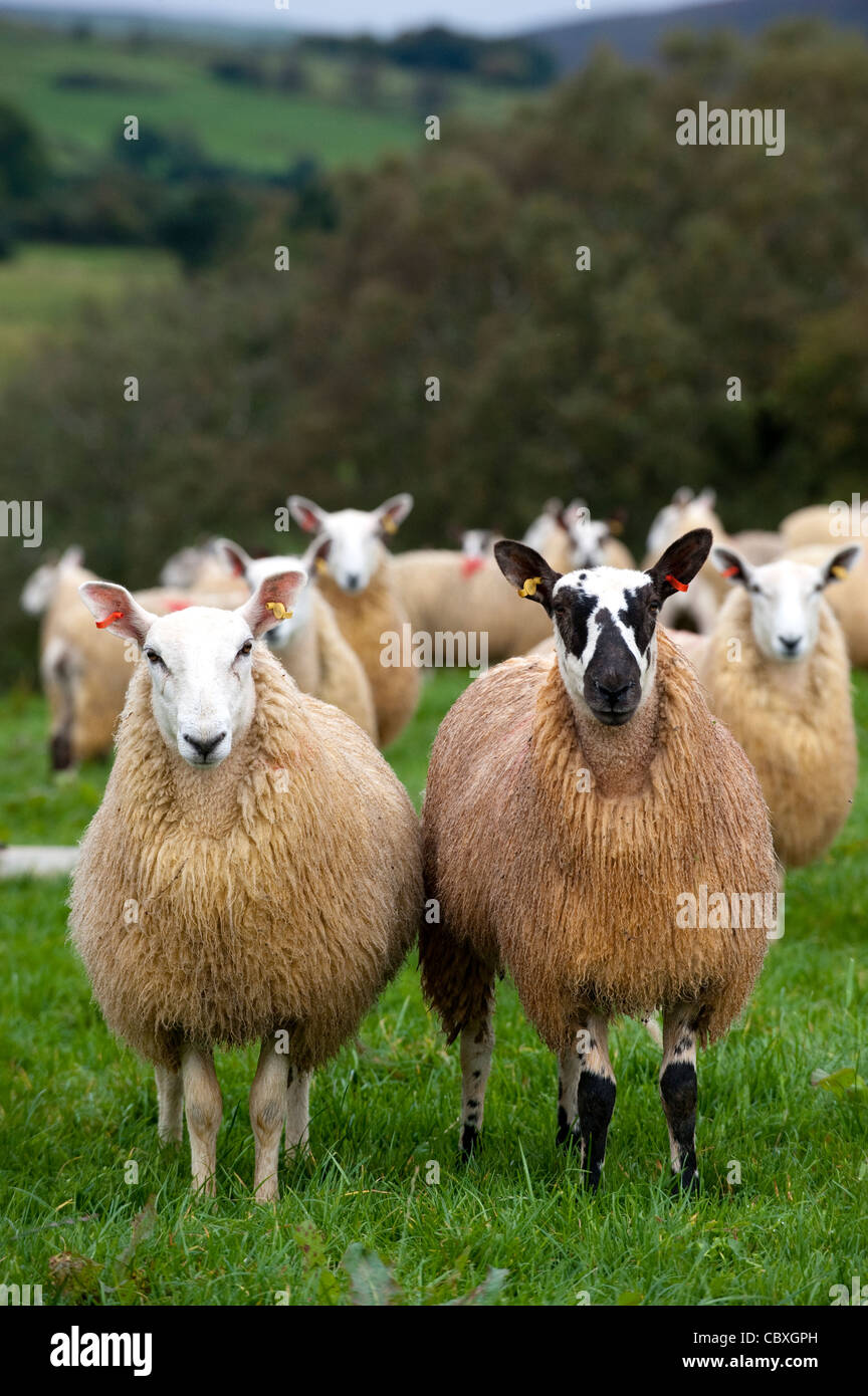 Flock of welsh mountain sheep hi-res stock photography and images - Alamy