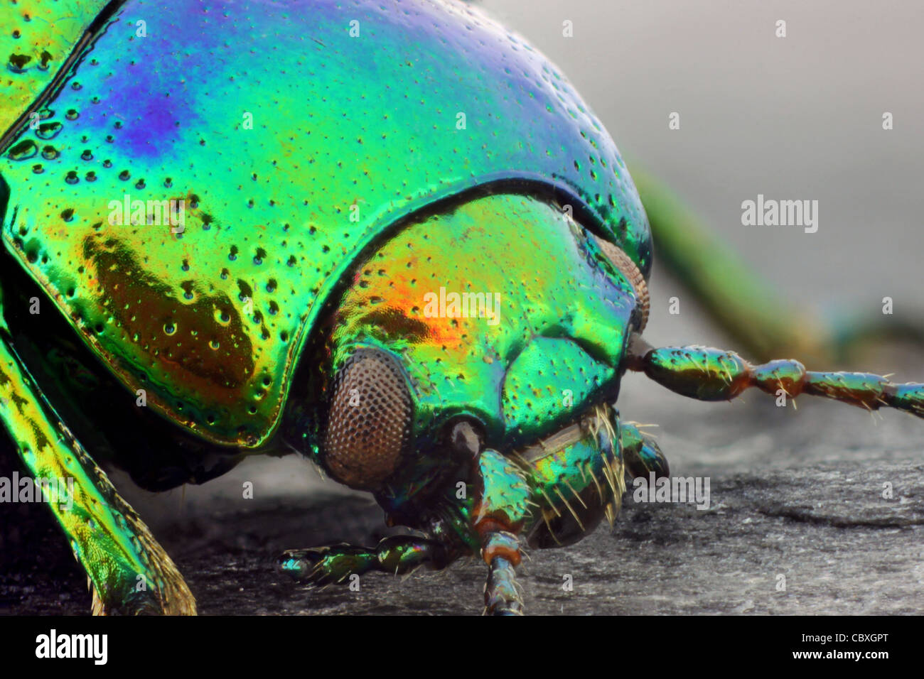 colourful beetle close-up Stock Photo - Alamy
