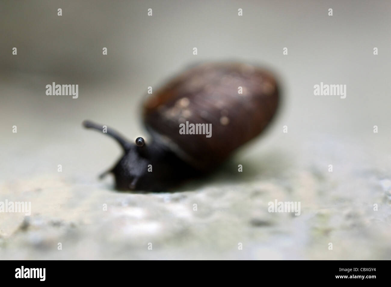 snail eye watching Stock Photo - Alamy