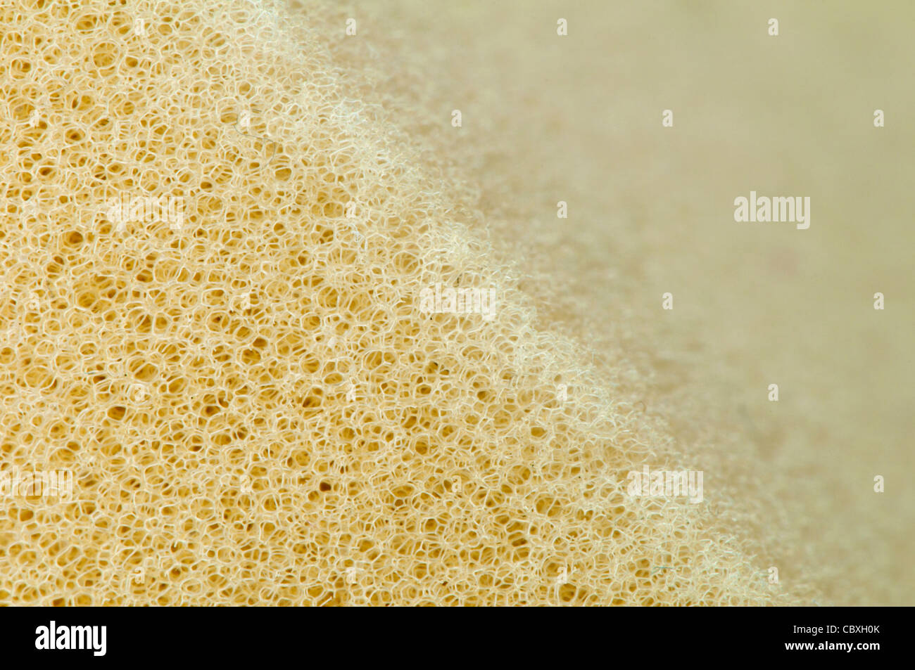 Yellow foam sponge closeup Stock Photo - Alamy