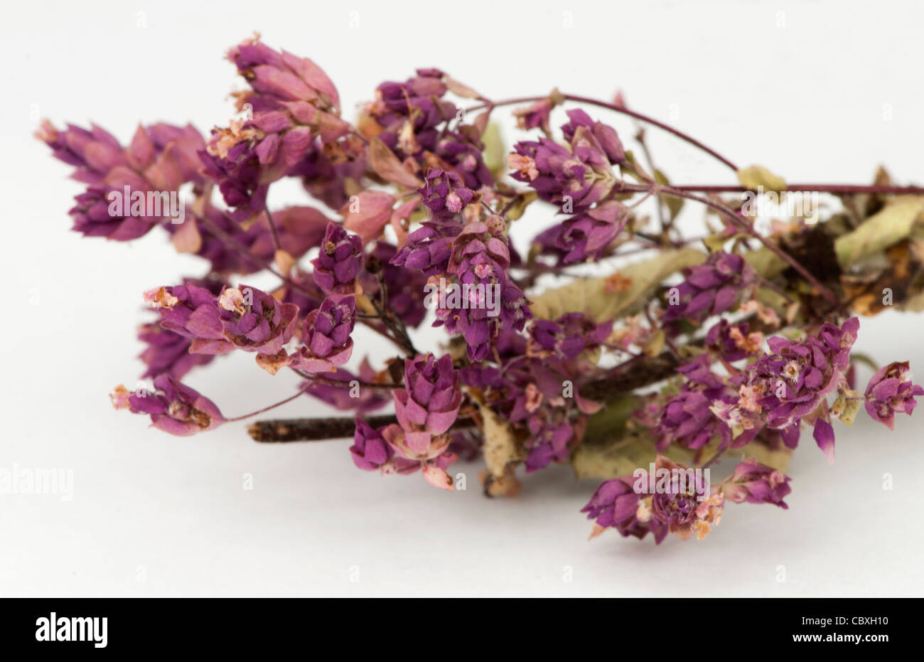 Dried oregano seasoning. Origanum vulgare Stock Photo - Alamy