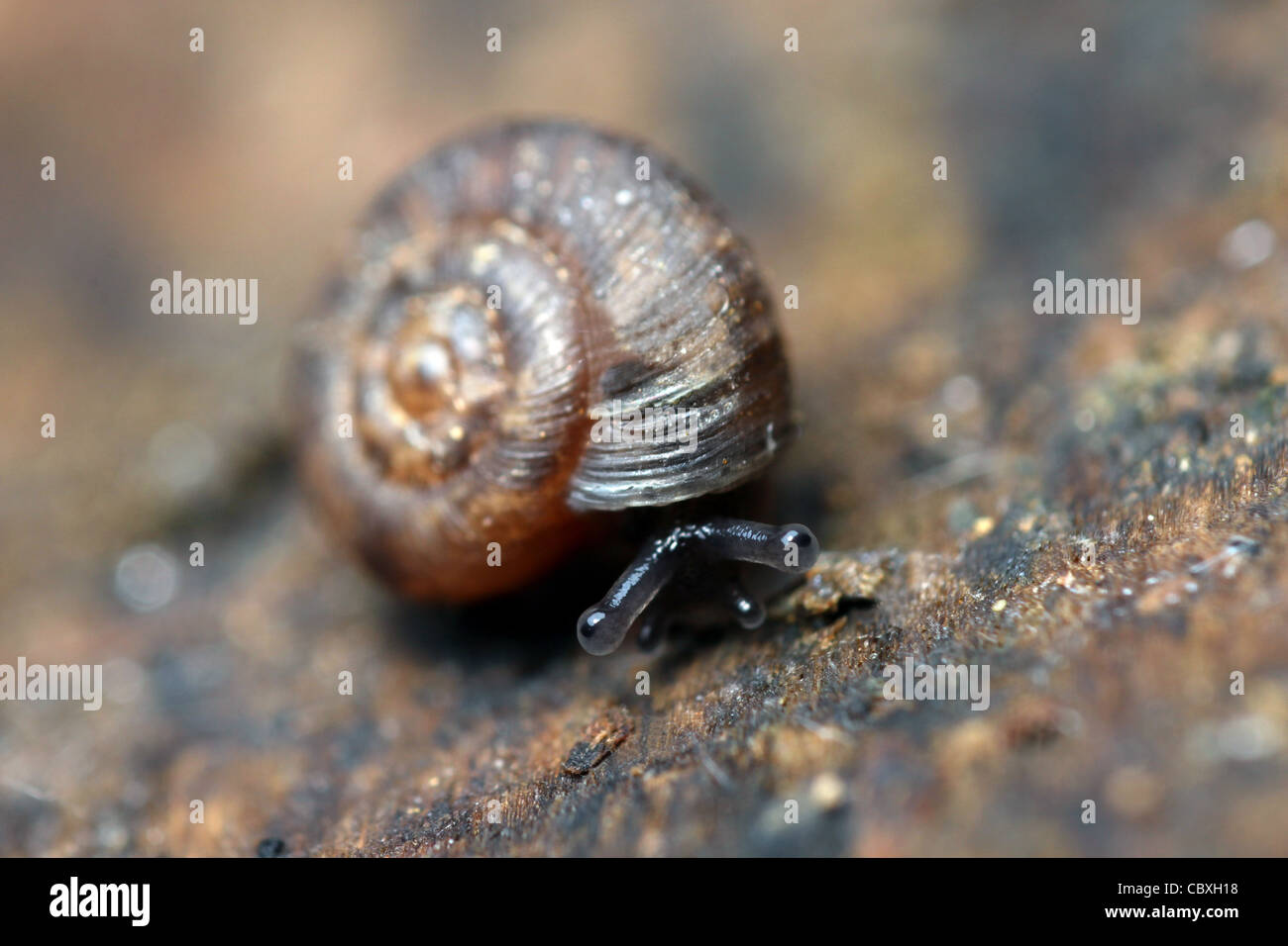 snail on wall Stock Photo - Alamy