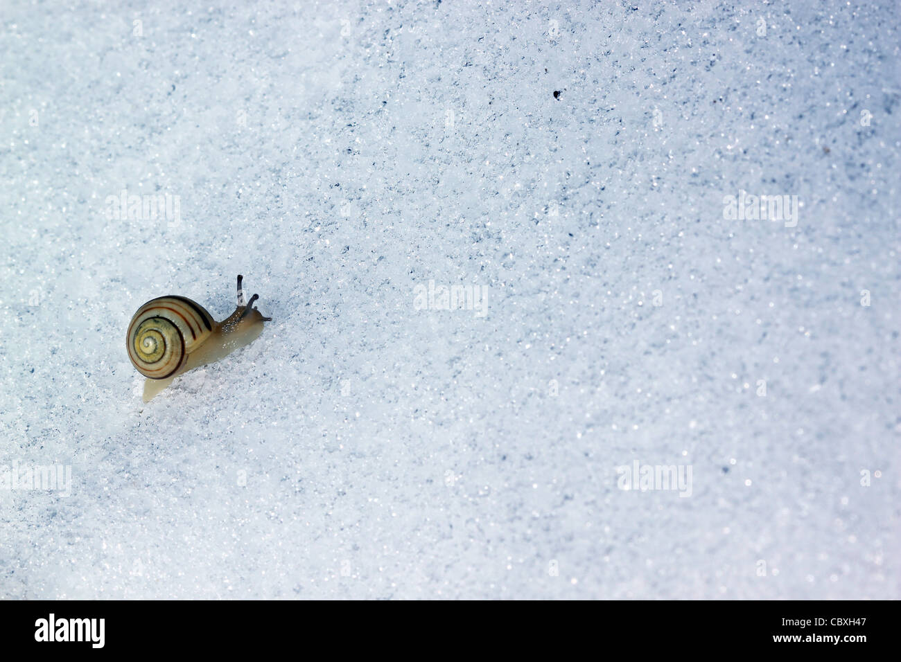 snail moving over ice and snow Stock Photo - Alamy