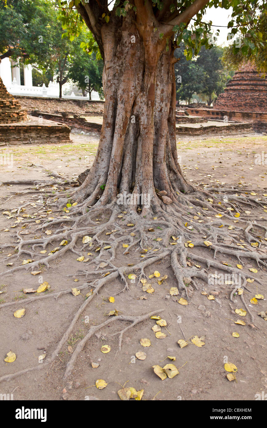 Bodhi tree roots, ayutthaya province of Thailand Stock Photo - Alamy