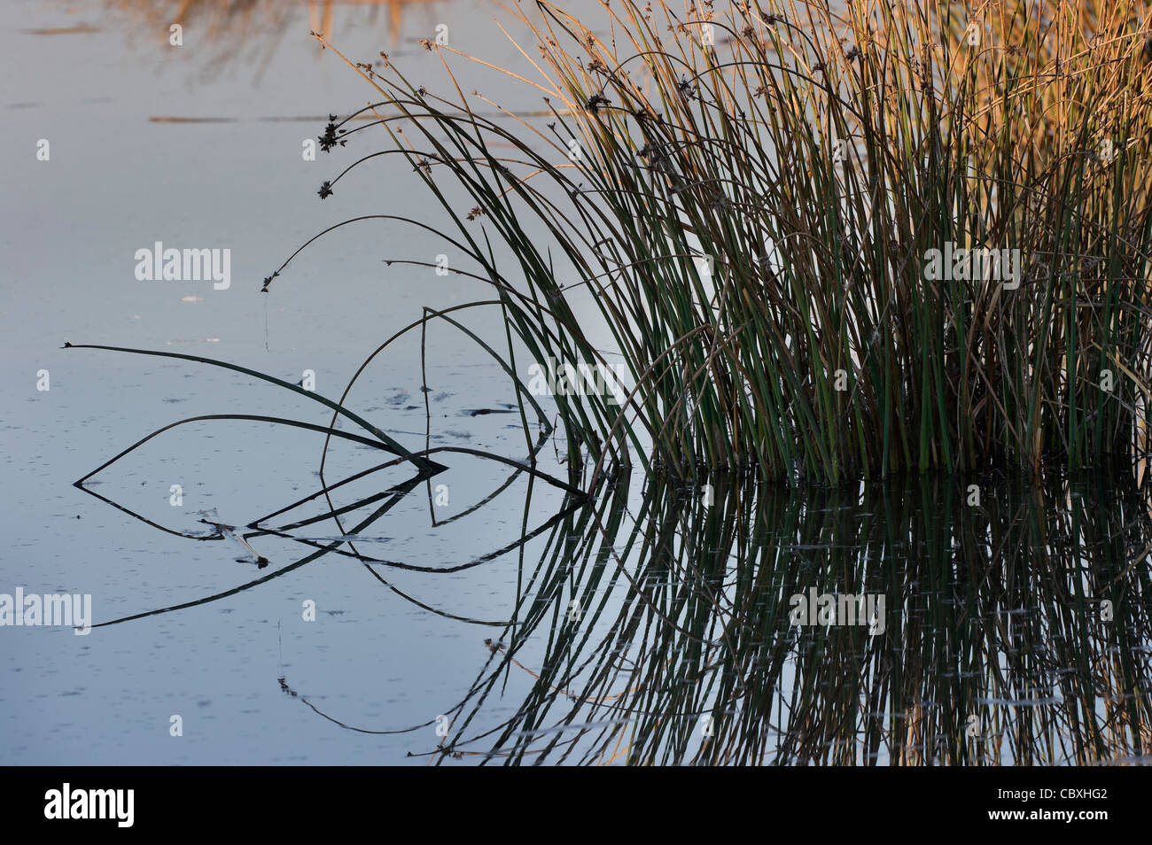 Aquatic environments hi-res stock photography and images - Alamy