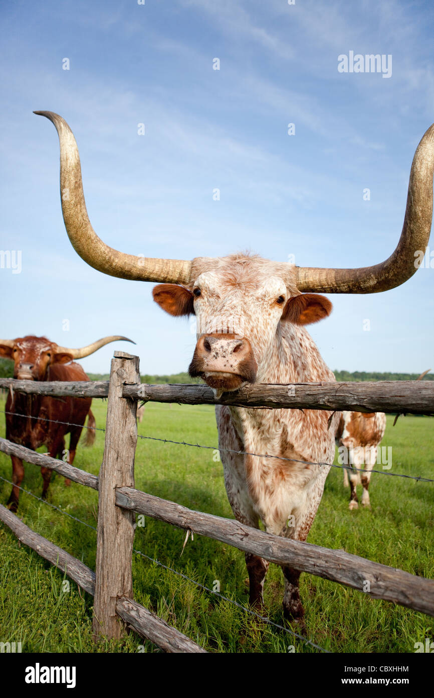 Cattle Ranch Texas Stock Photos & Cattle Ranch Texas Stock Images - Alamy