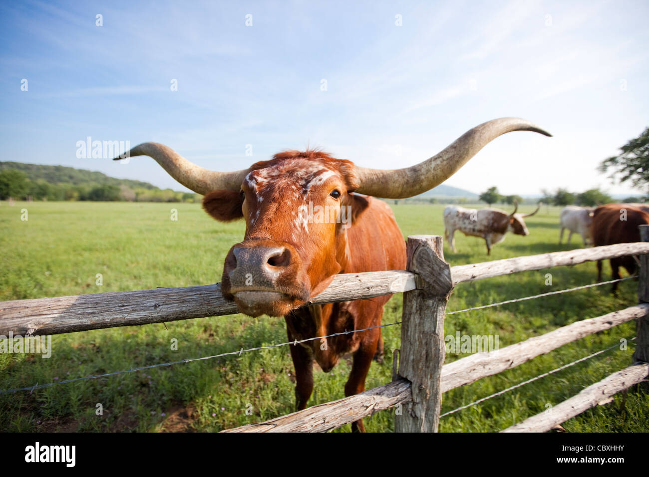 Cattle Ranch Texas Stock Photos & Cattle Ranch Texas Stock Images - Alamy