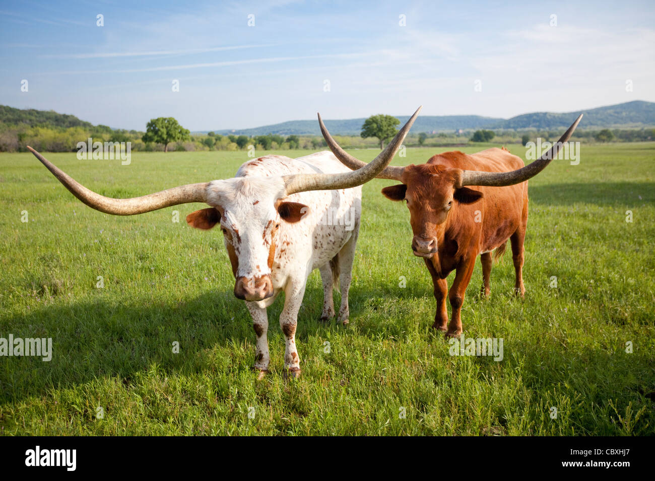 Cattle Ranch Texas Stock Photos & Cattle Ranch Texas Stock Images - Alamy