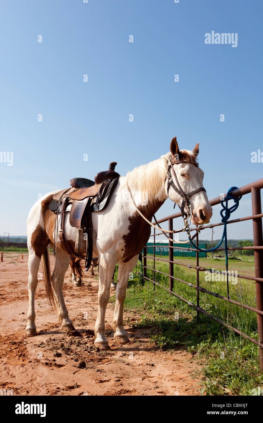 Texas Horse Ranch High Resolution Stock Photography and Images - Alamy