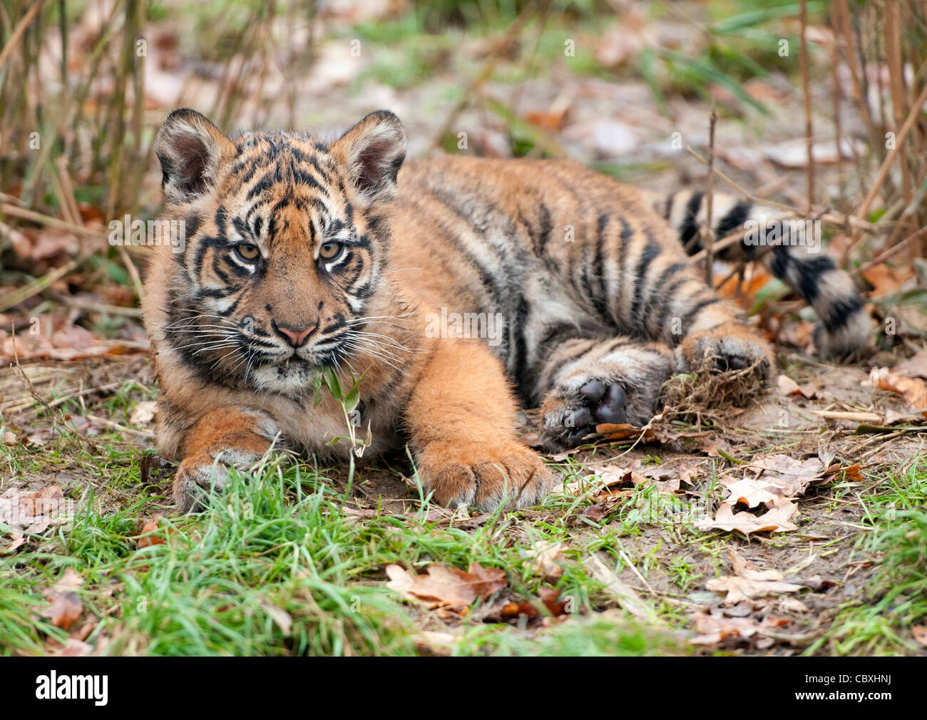 Four-month-old male Sumatran tiger cub Stock Photo - Alamy