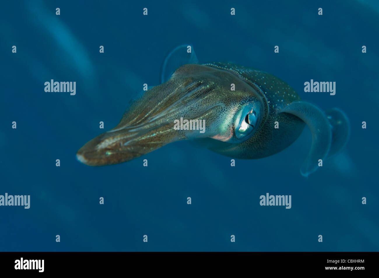 Caribbean reef squid hi-res stock photography and images - Alamy