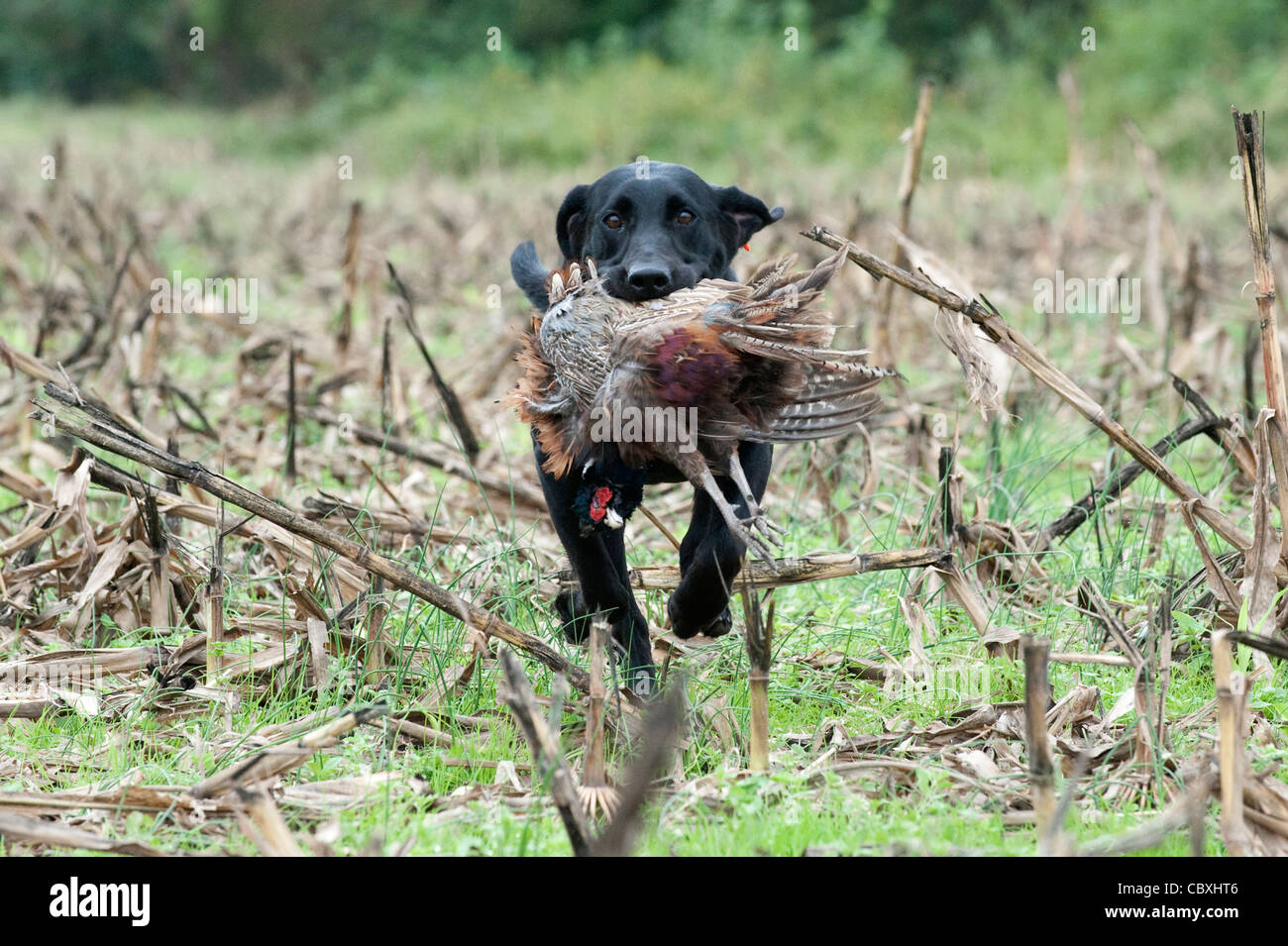 Black Labrador Retriever with a pheasant in its mouth running through a ...