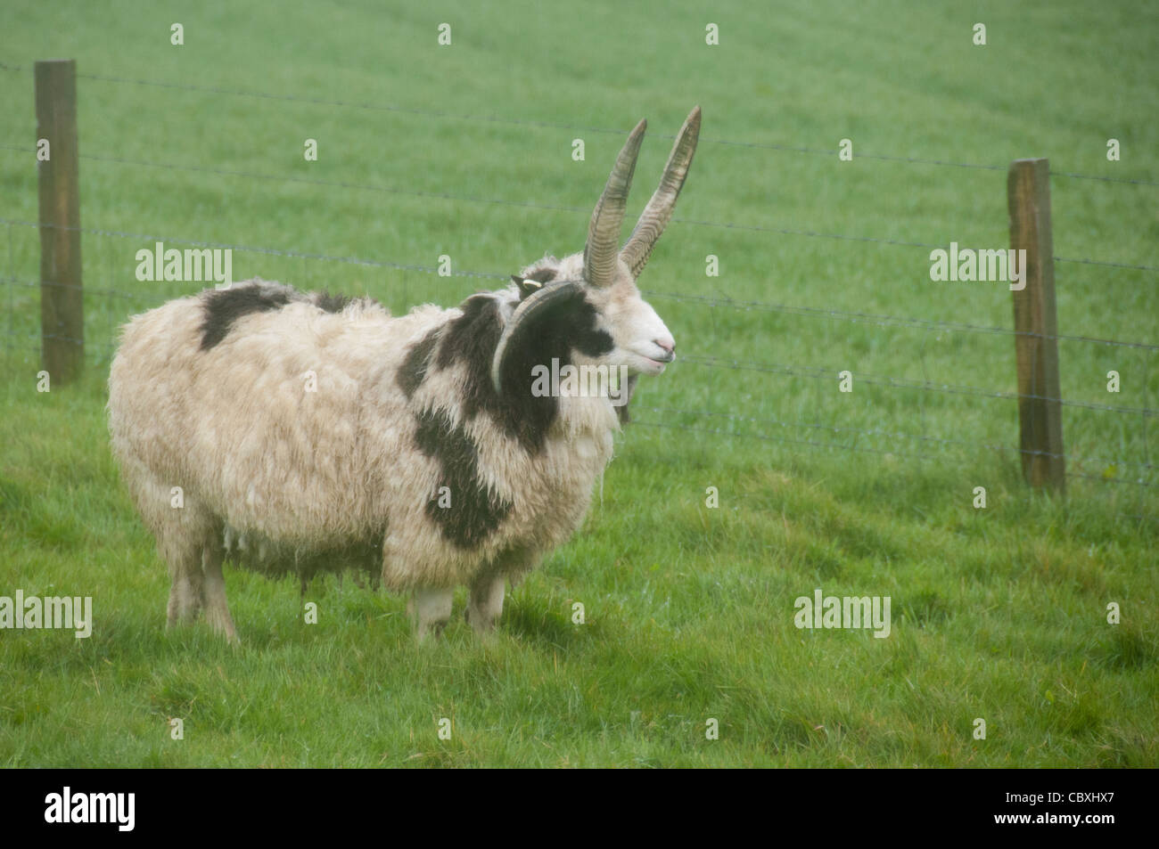 Scottish breed of sheep hi-res stock photography and images - Alamy