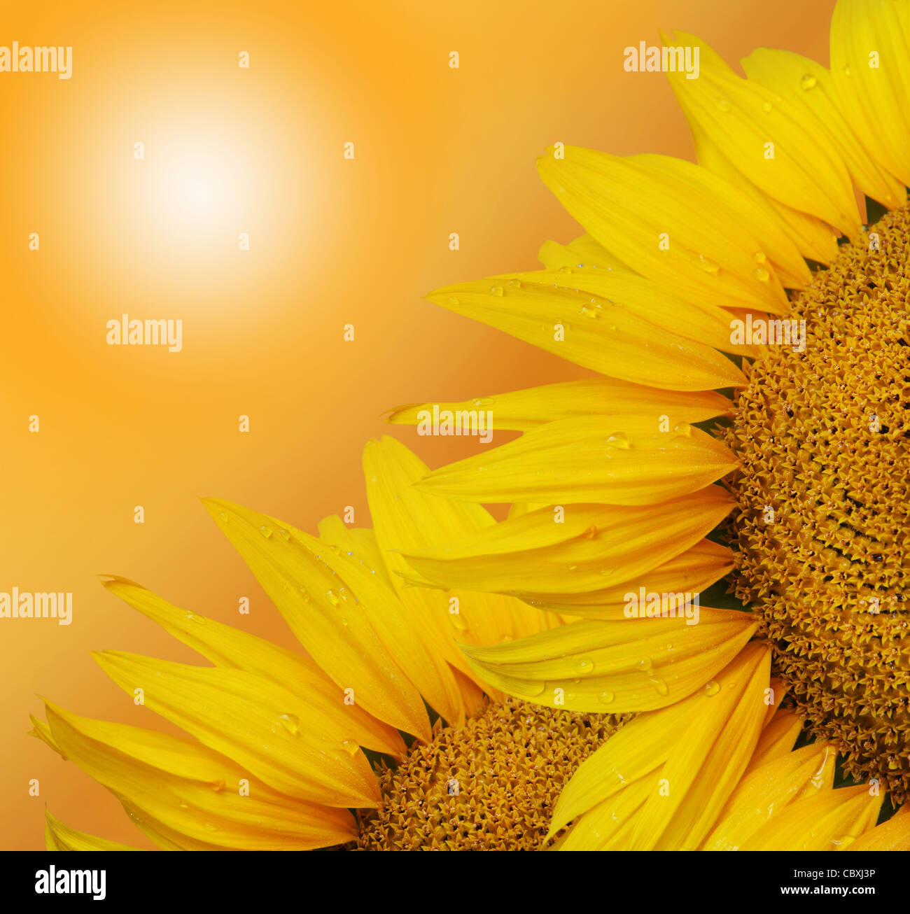 Two sunflower on the sunny sky background Stock Photo - Alamy