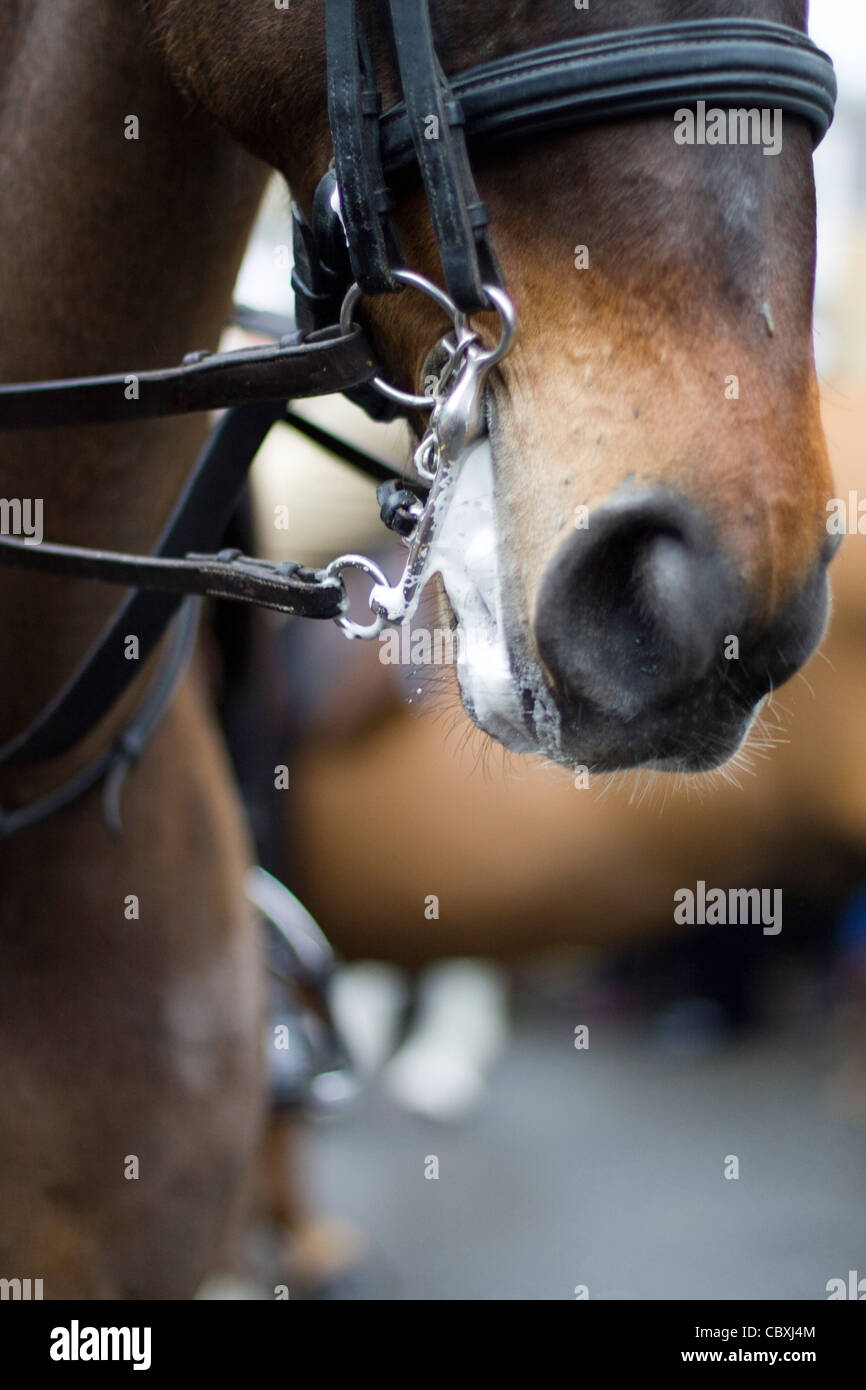 Duke beauforts hunt fox hunting hi-res stock photography and images - Alamy