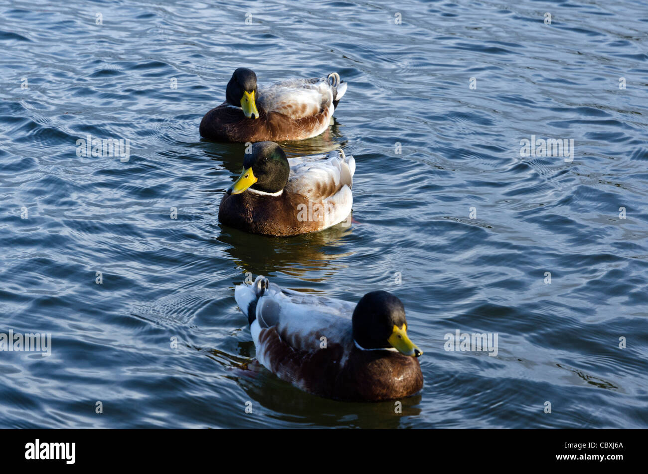 Ducks in the new forest hi-res stock photography and images - Alamy