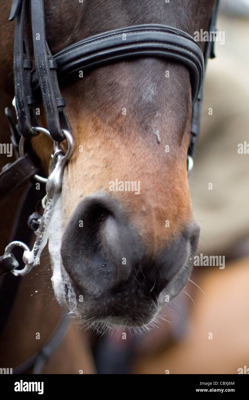 Duke beauforts hunt fox hunting hi-res stock photography and images - Alamy