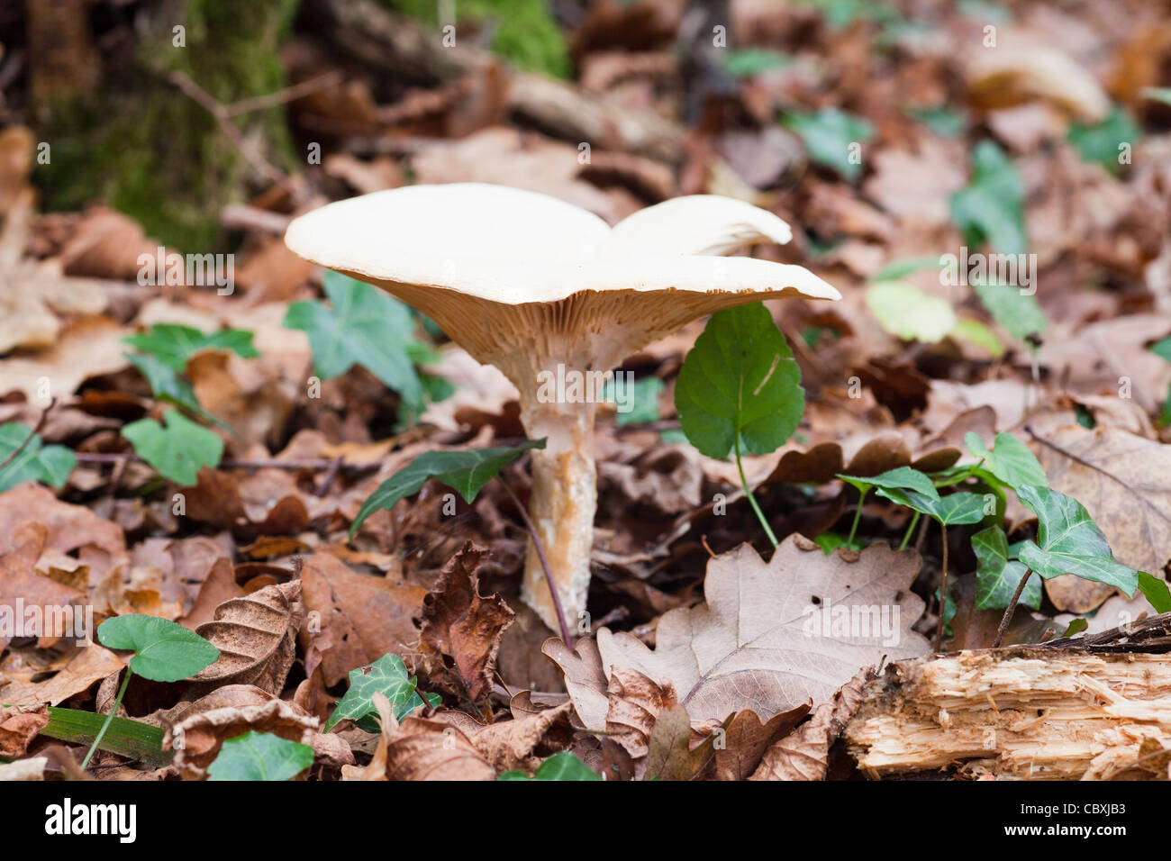 Beige flat toadstool with prominent gills on a carpet of fallen oak ...
