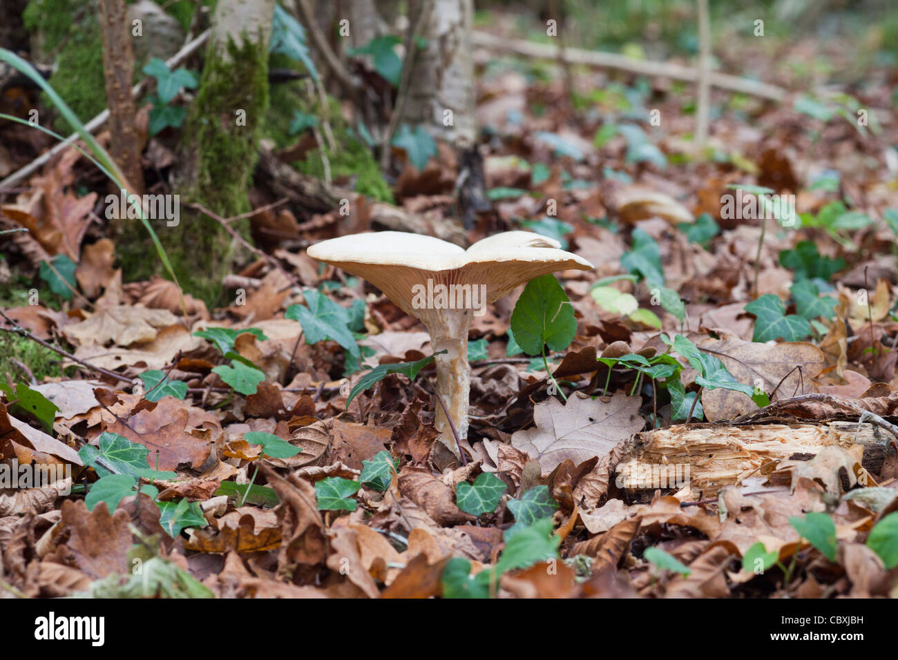 Beige flat toadstool with prominent gills on a carpet of fallen oak ...