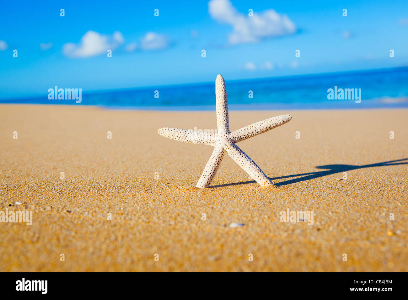 Starfish, Beautiful Shell on Tropical Beach in Hawaii Stock Photo - Alamy