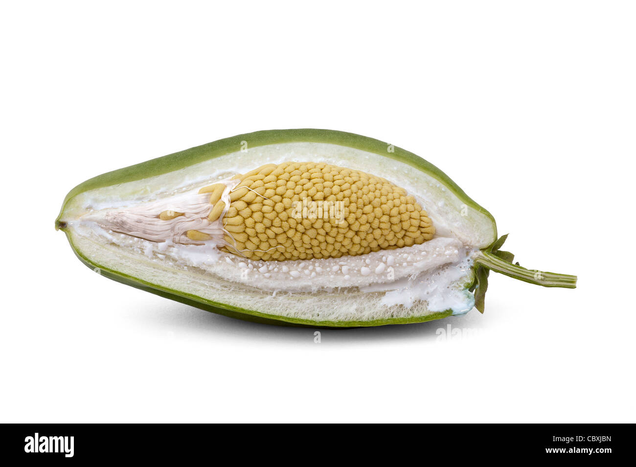 The cross section of a Bladder flower fruit photographed in the studio ...