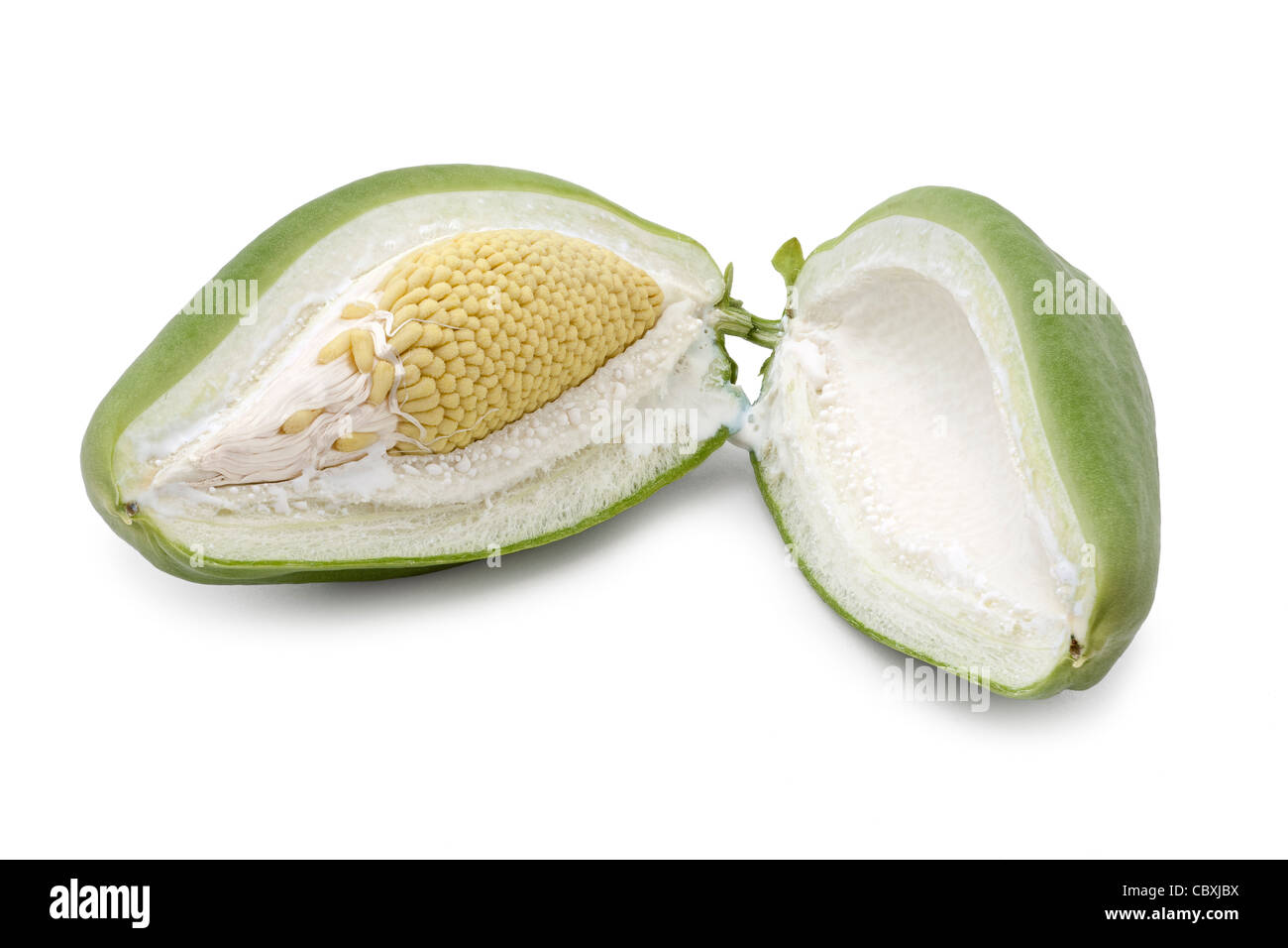 The cross section of a Bladder flower fruit photographed in the studio ...