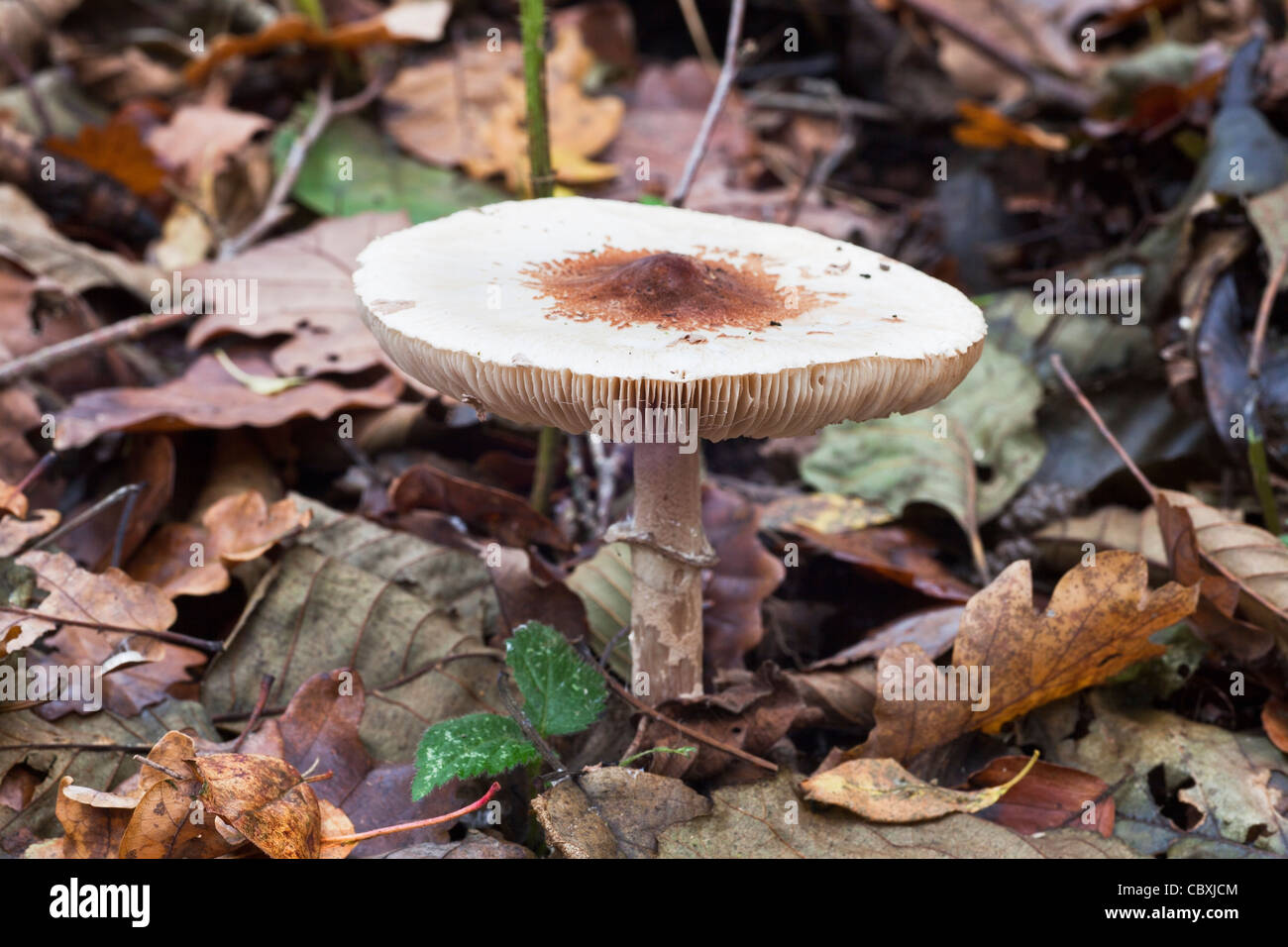 Beige flat toadstool with prominent gills on a carpet of fallen oak ...