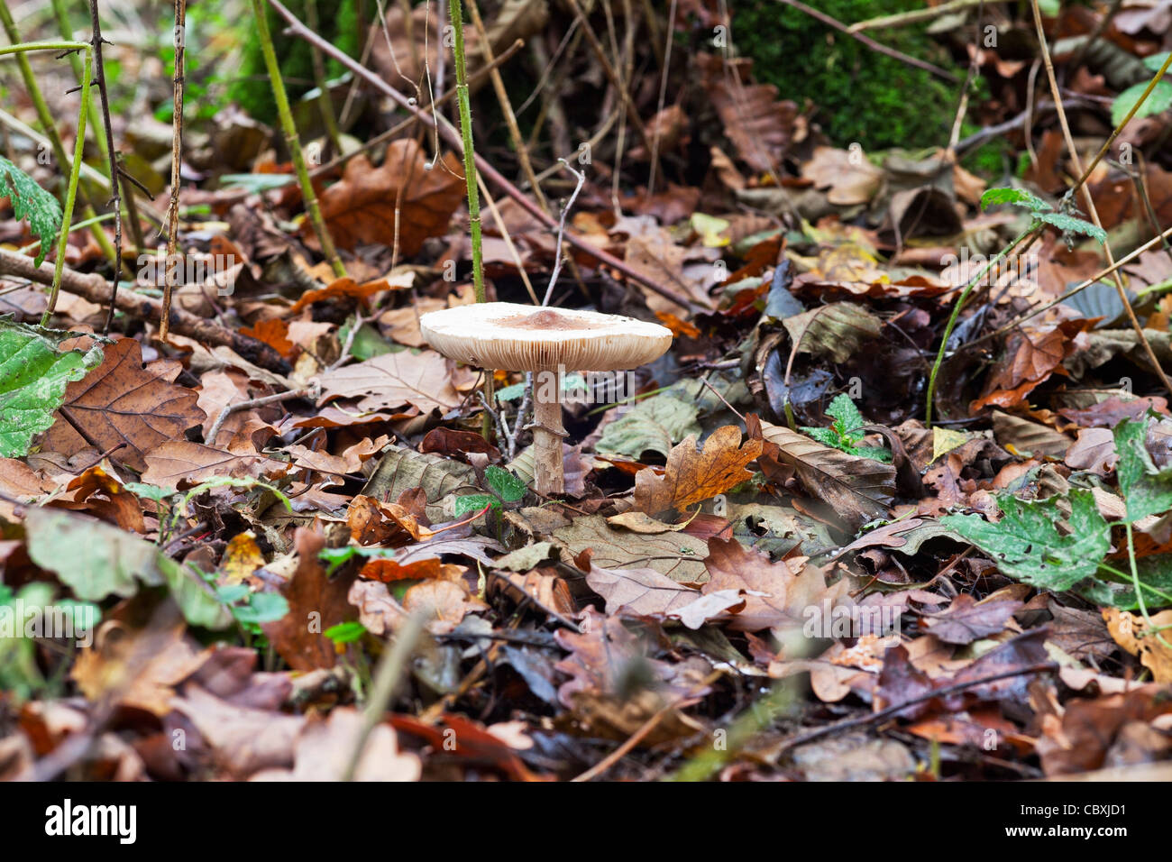 Beige flat toadstool with prominent gills on a carpet of fallen oak ...