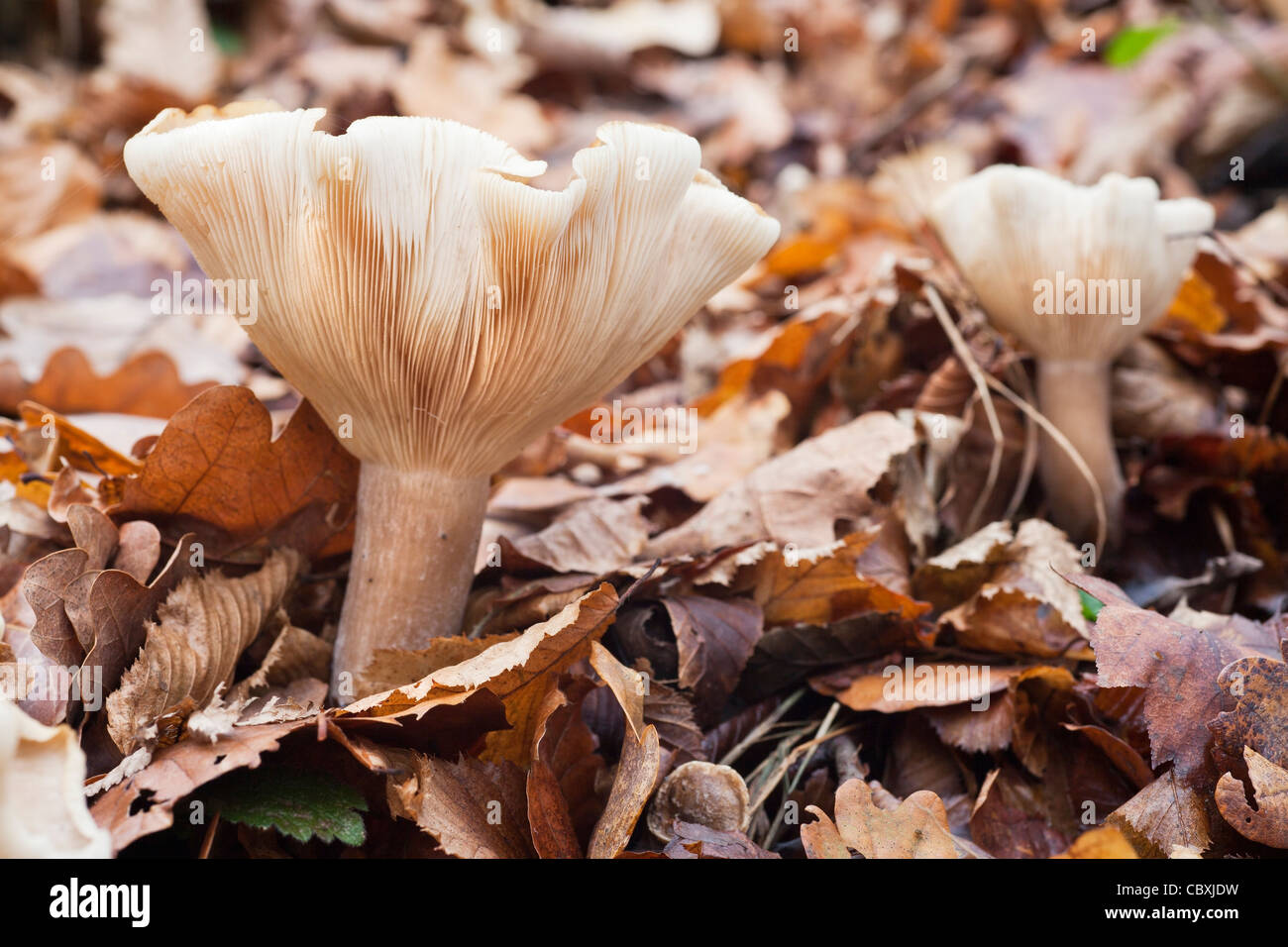 Large beige toadstools with prominent gills on a carpet of brown fallen ...