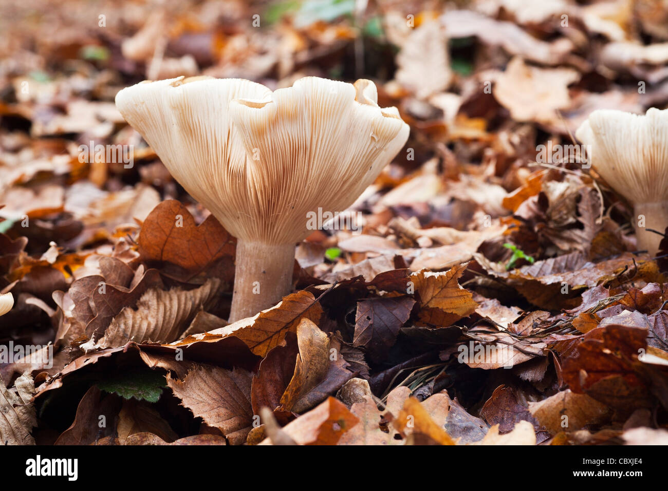 Large beige toadstools with prominent gills on a carpet of brown fallen ...
