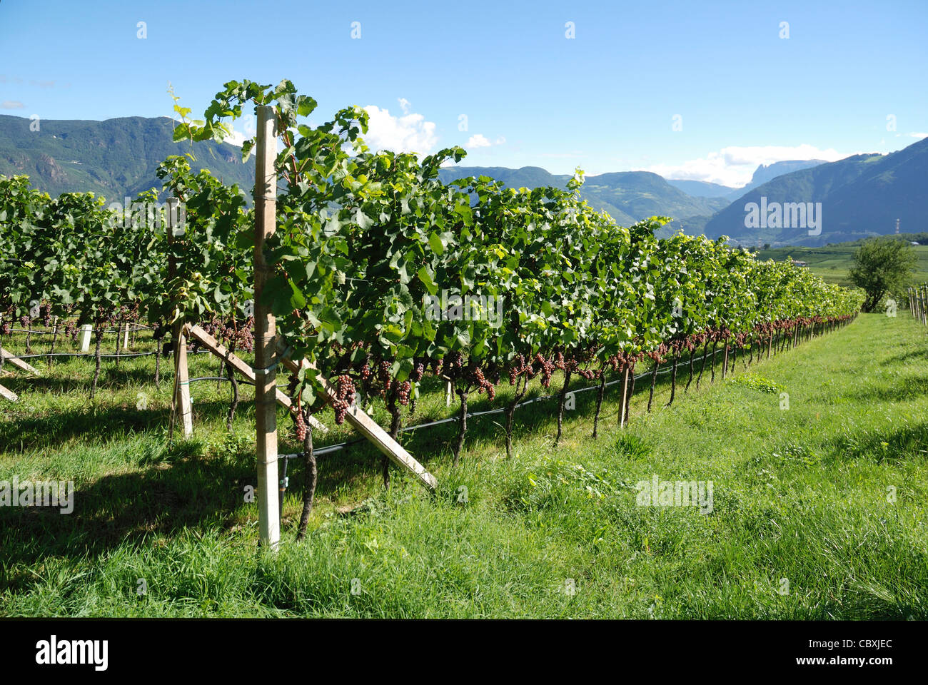 Vineyard street hi-res stock photography and images - Alamy