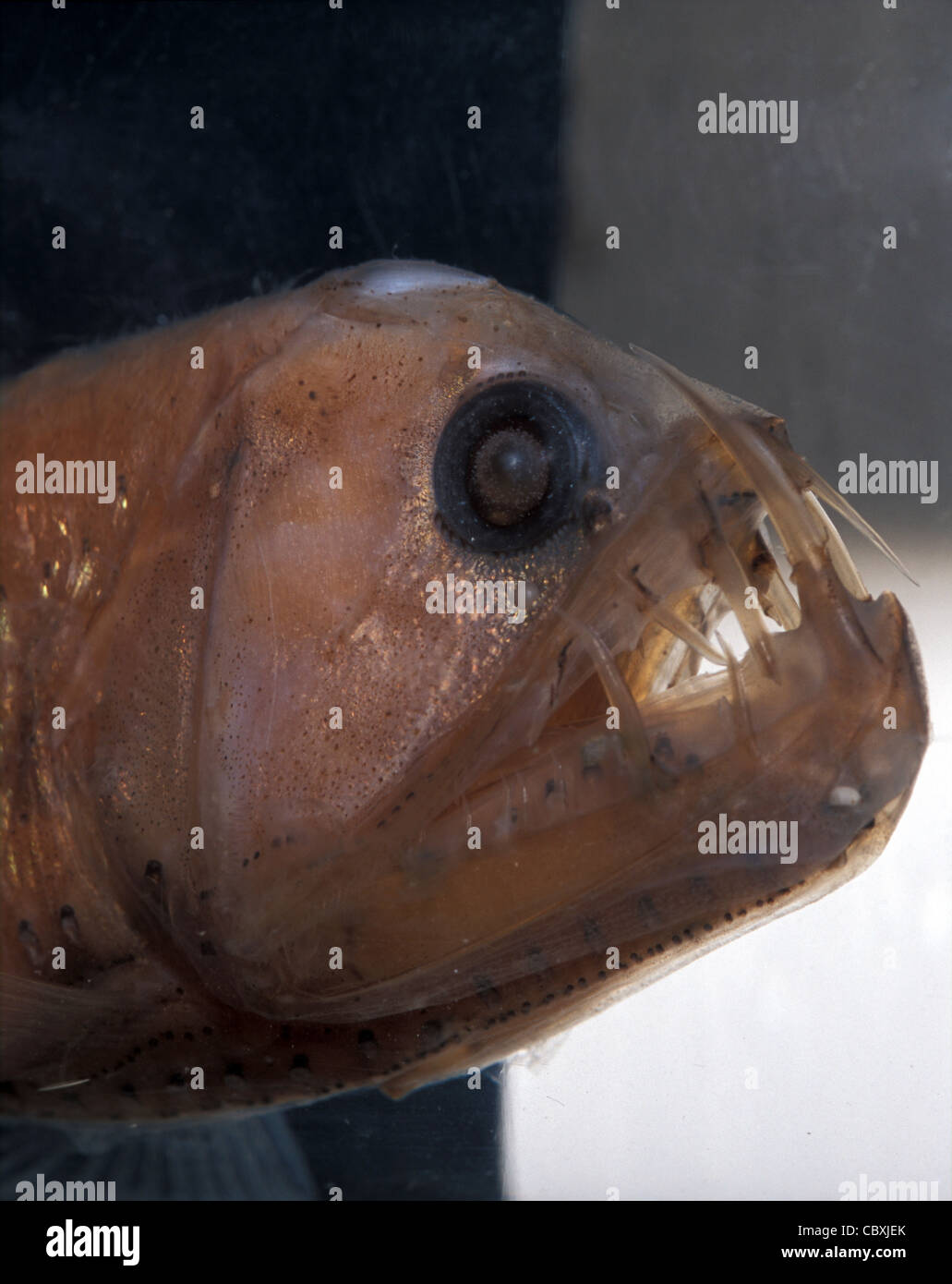 Deep sea fish Sloane's viperfish Chauliodus sloani Chauliodontinae ...