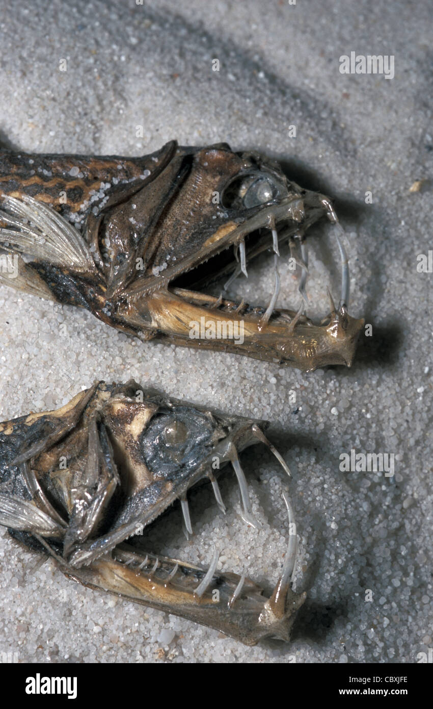 Sloane's viperfish hi-res stock photography and images - Alamy Sloane's viperfish hi-res stock photography and images - Alamy