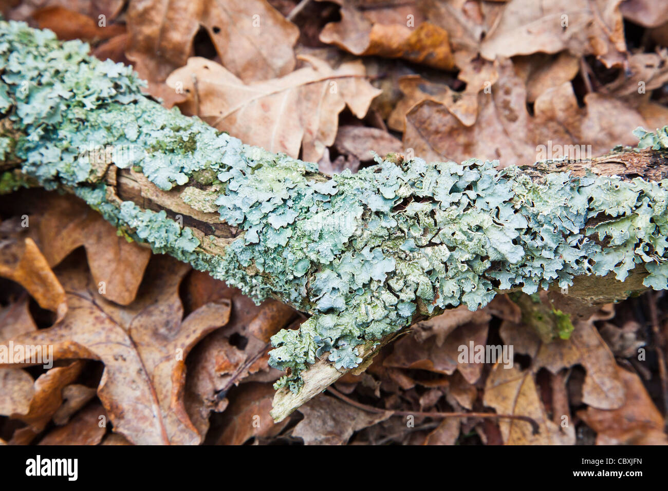 Oak tree branch covered with lichen hi-res stock photography and images ...