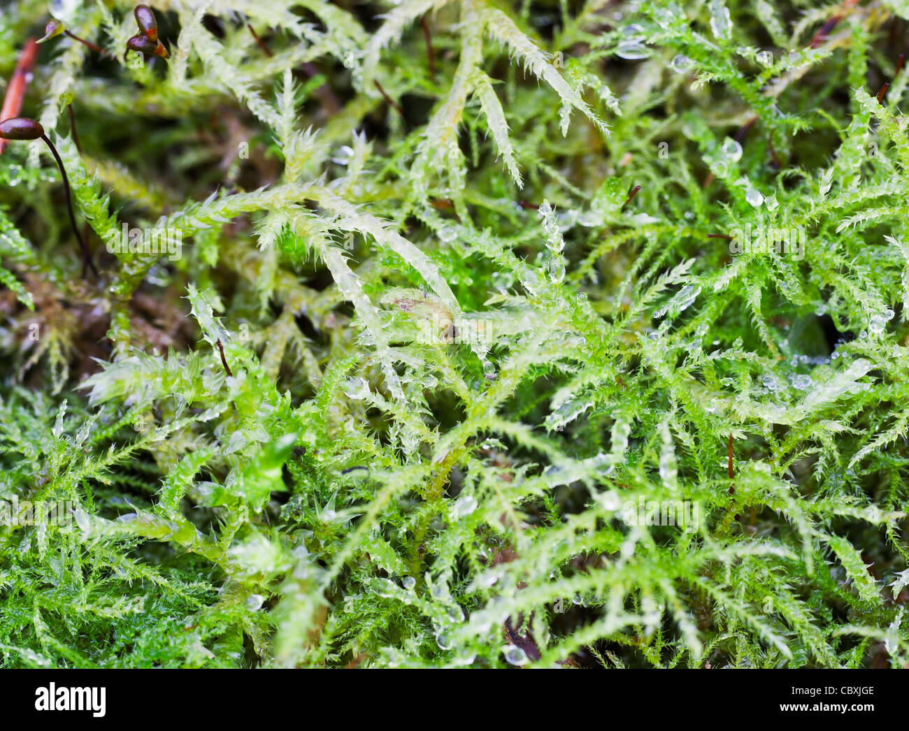 Damp moss with water droplets Stock Photo - Alamy