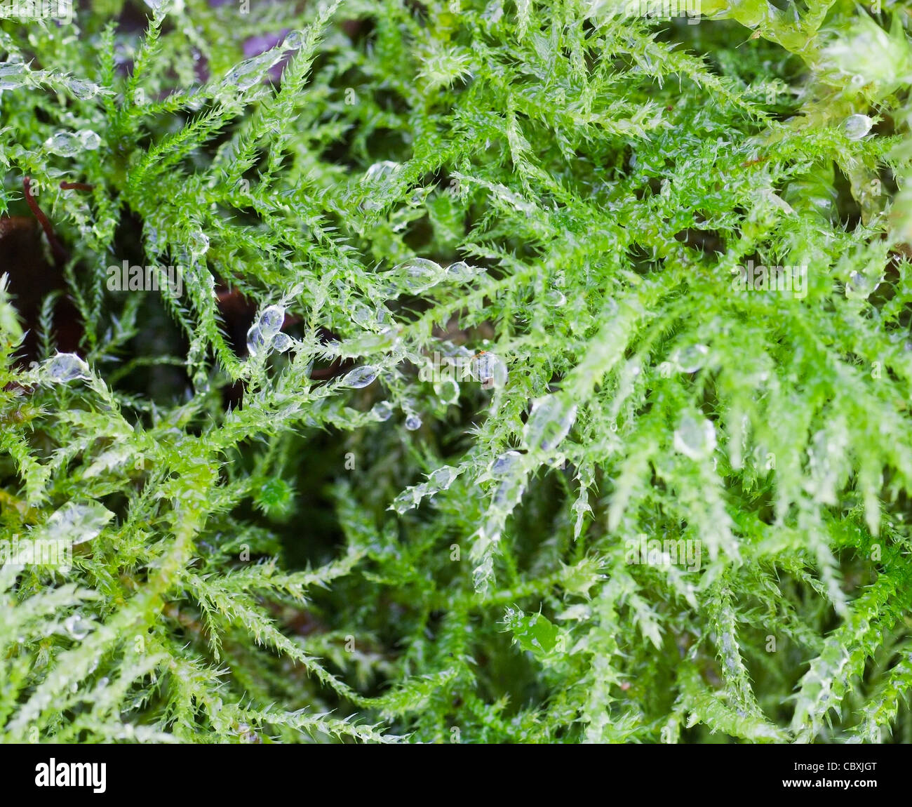 Vann lake nature reserve hi-res stock photography and images - Alamy