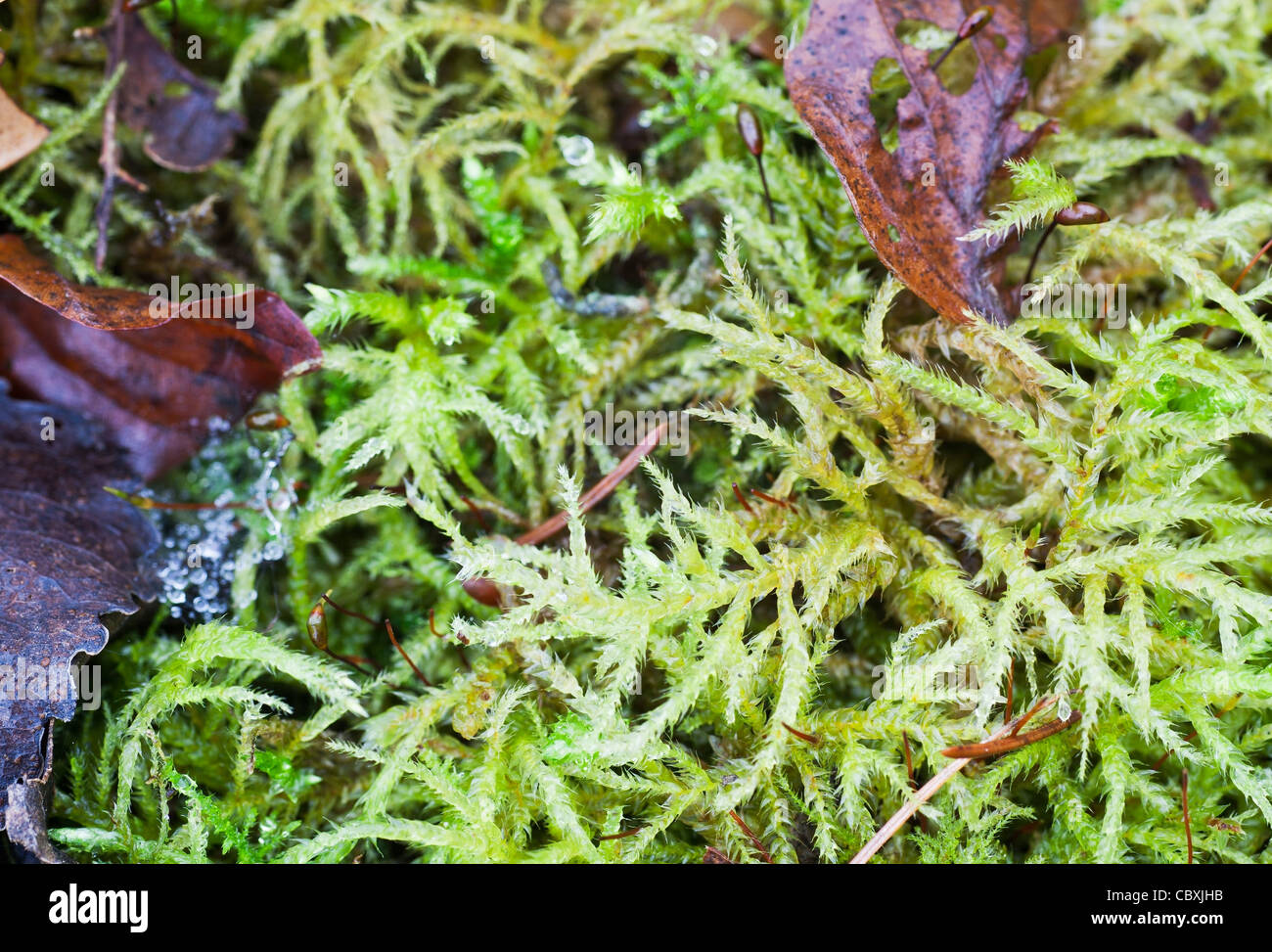 Damp moss with water droplets and fallen leaves Stock Photo - Alamy