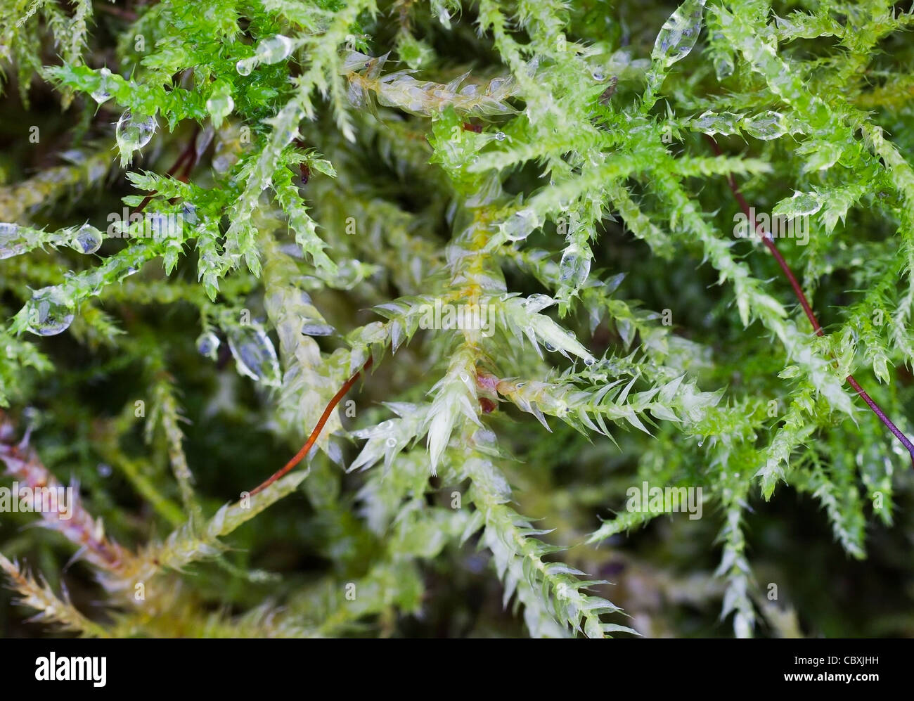Damp moss with water droplets - close-up Stock Photo - Alamy