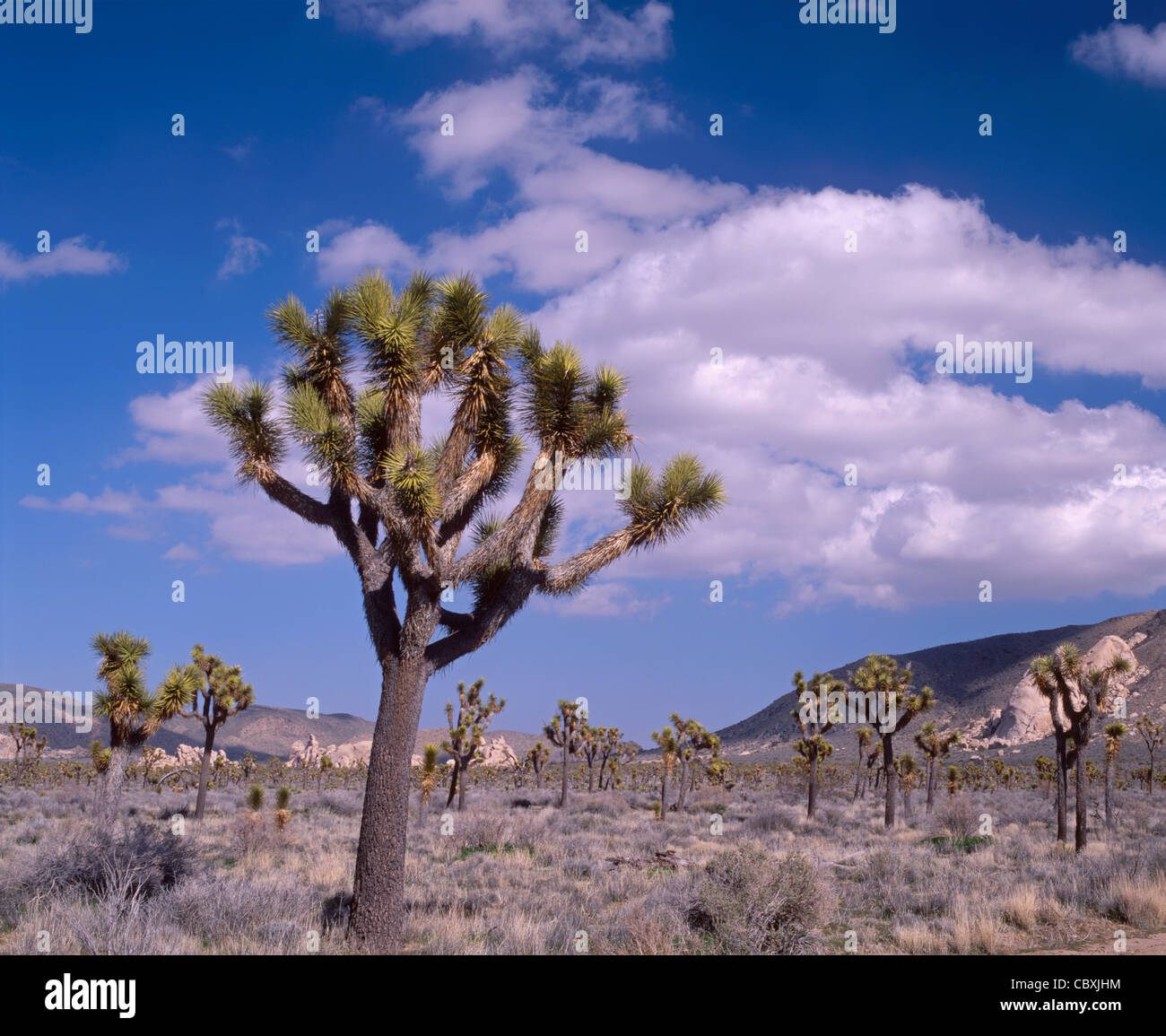Rare yucca trees hi-res stock photography and images - Alamy