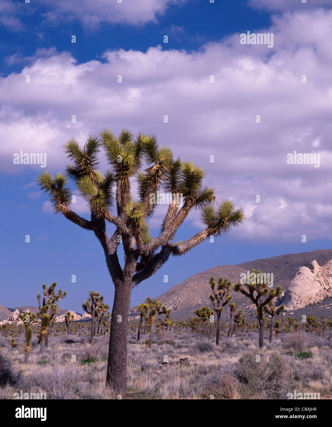 Forest of Joshua trees (Yucca brevifolia), near Hidden Valley, Joshua ...