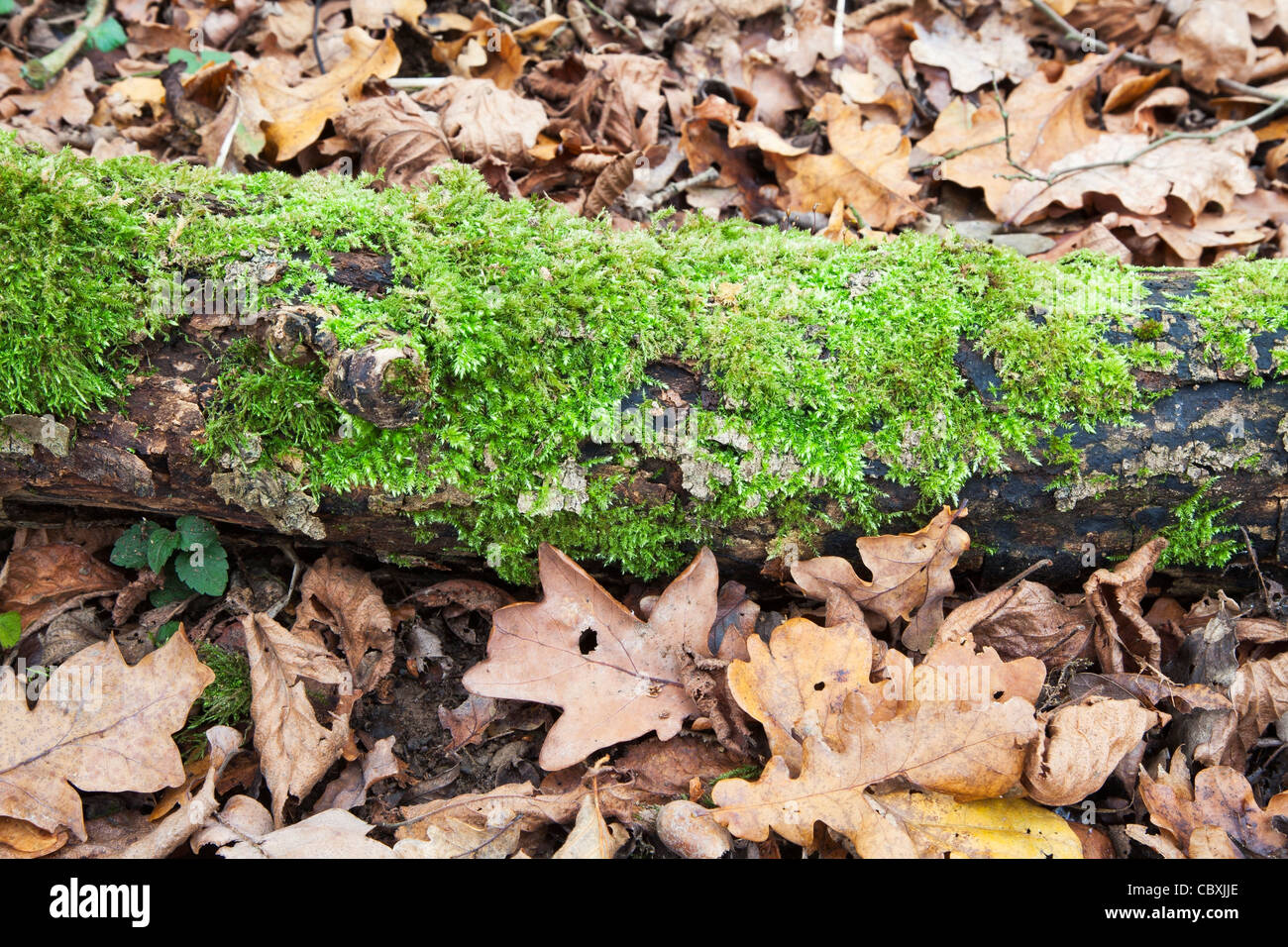 Damp fallen leaves hi-res stock photography and images - Alamy