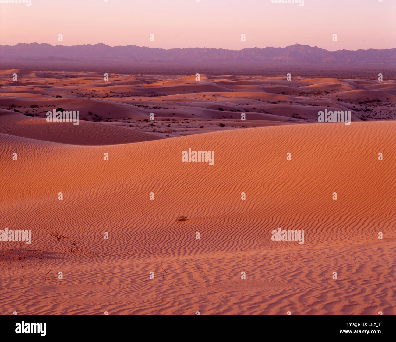 Vast area of undulating dunes at sunrise, view north, North Algodones ...
