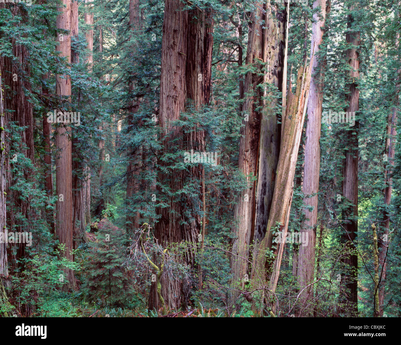 Grove coastal redwood sequoia hi-res stock photography and images - Alamy