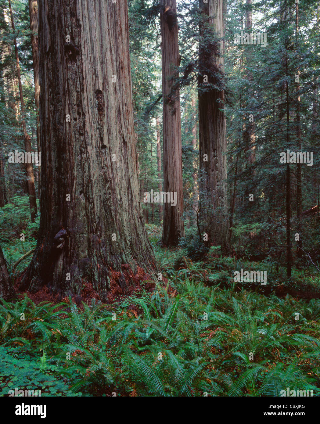 Tallest tree fern hi-res stock photography and images - Alamy