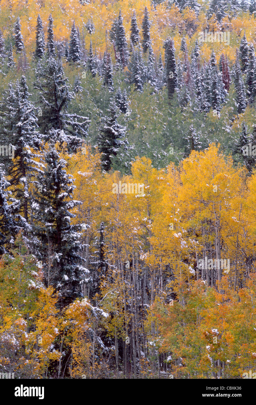 Snowfall adds accent to fall-colored aspen and spruce, Sneffels Range ...